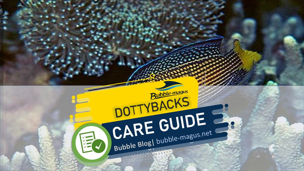 Taming the Bold: A Comprehensive Guide to Keeping Vibrant Dottybacks – BUBBLE-MAGUS