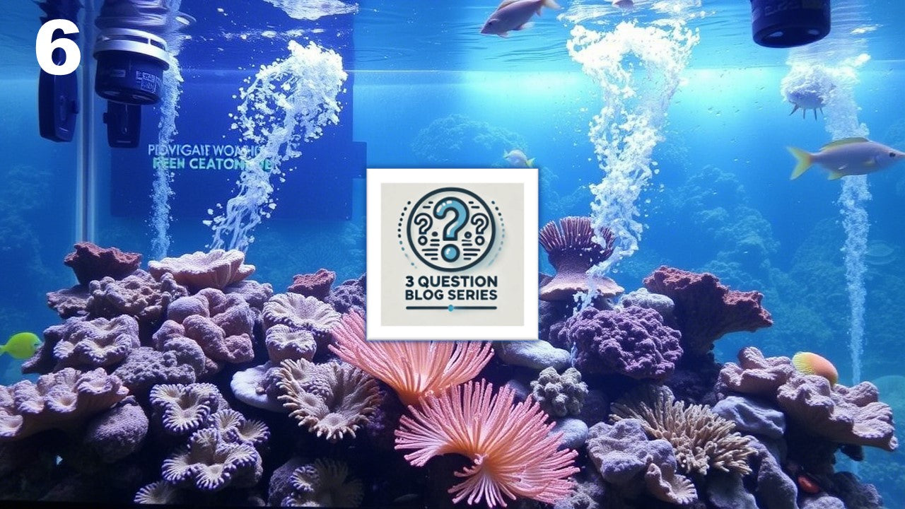 Powerheads and Wavemakers: How to Choose and Position Them for Optimal – BUBBLE-MAGUS