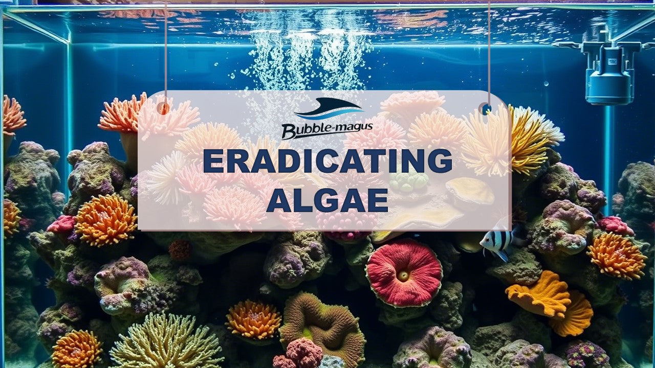Say Goodbye to Algae for Good: The Ultimate Guide to Preventing and Er ...