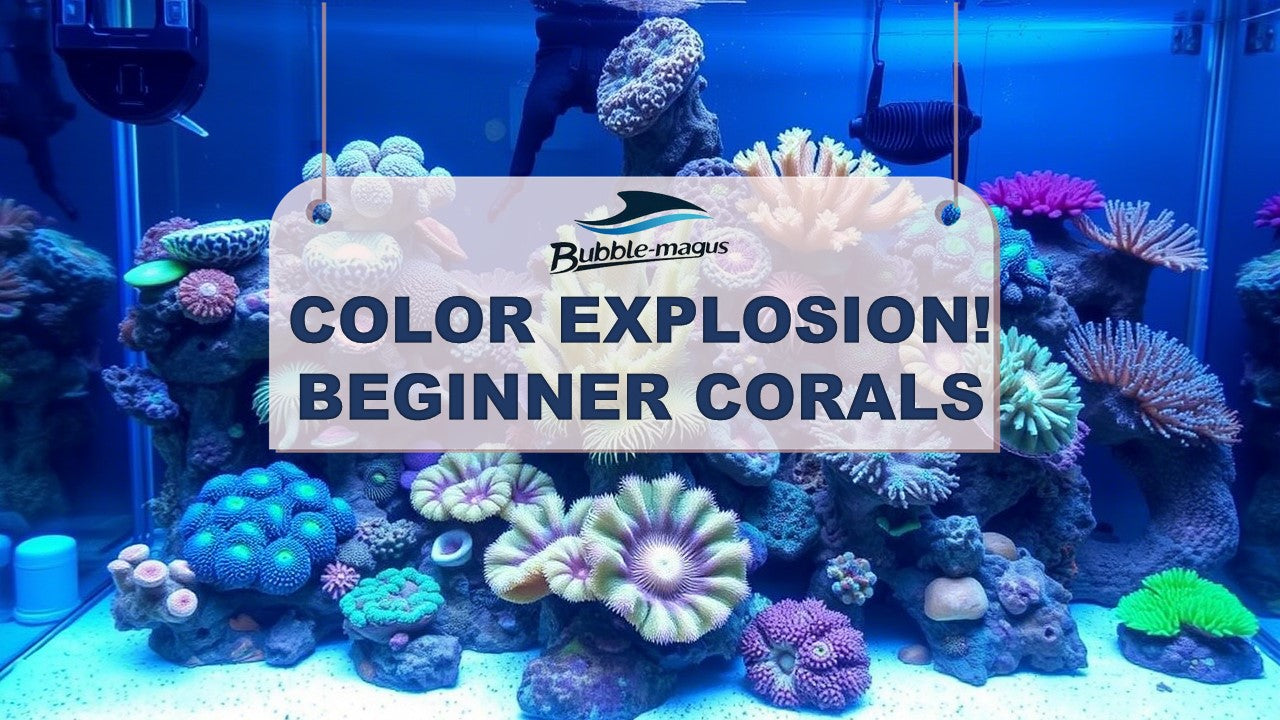 Color Explosion! Easy-Peasy Beginner Corals to Make Your Saltwater Tan ...