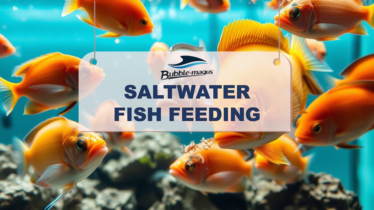 Beyond Fish Flakes: The Secret to Gourmet Saltwater Fish Feeding (Happ ...