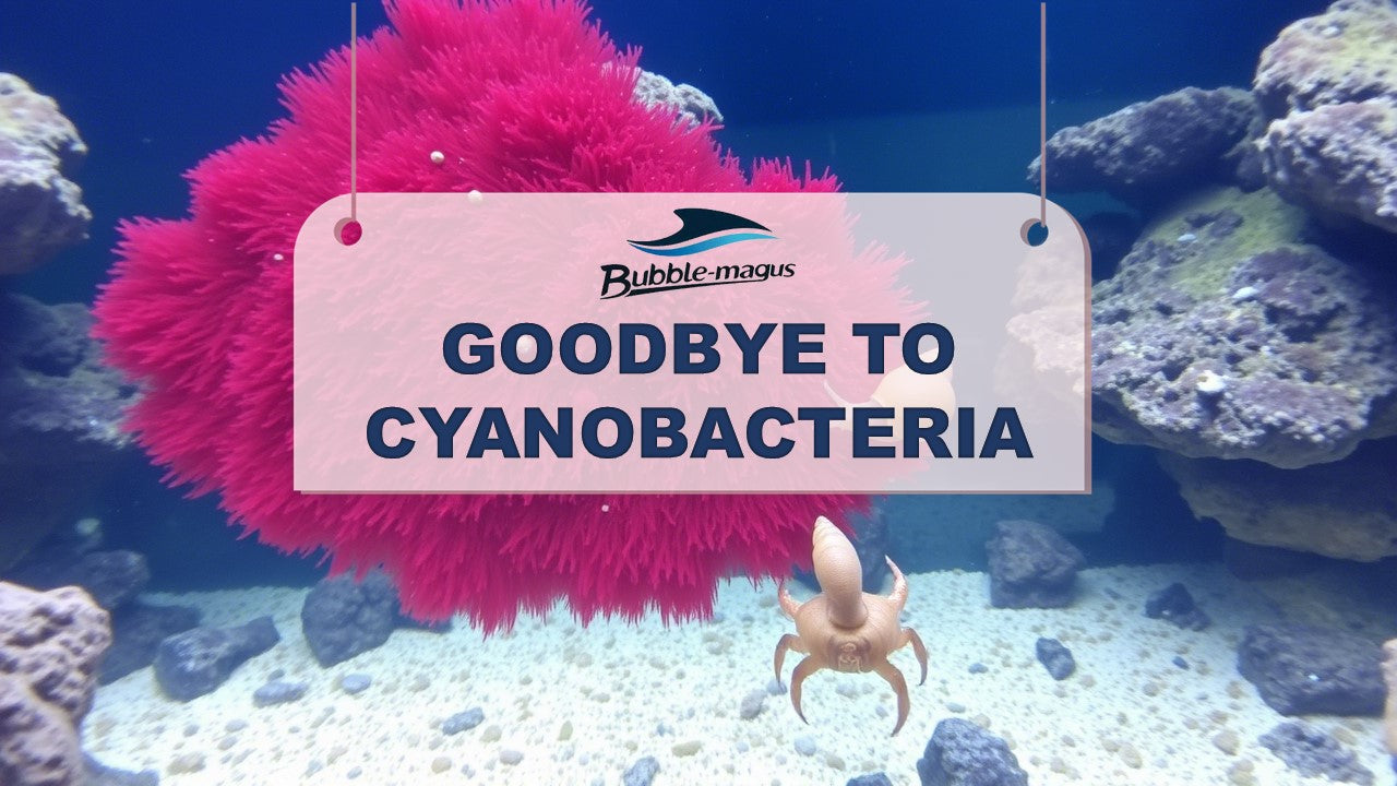 Say Goodbye to Cyanobacteria (Red Slime Algae) for Good: Effective Met ...