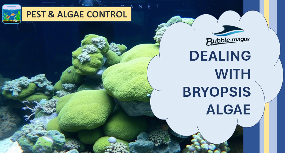 Dealing with Bryopsis Algae: Your Step-by-Step Guide to Tackling This ...
