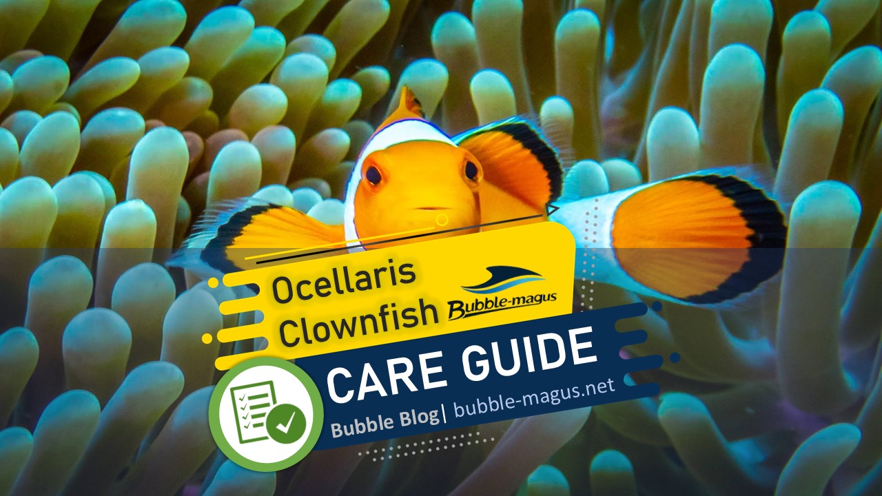 Nemo’s Cousin: The Definitive Care Guide for Ocellaris Clownfish ...