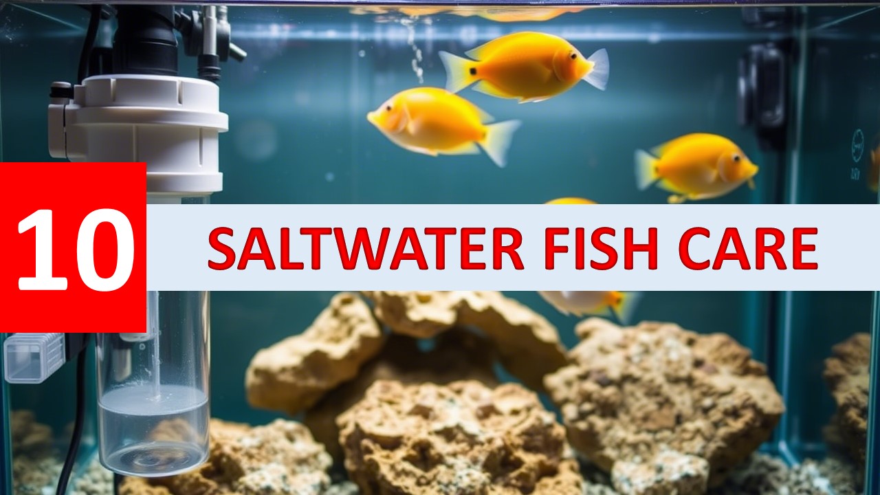 New to Saltwater Fish Keeping? Launch Your Aquarium for Long-Term Succ ...