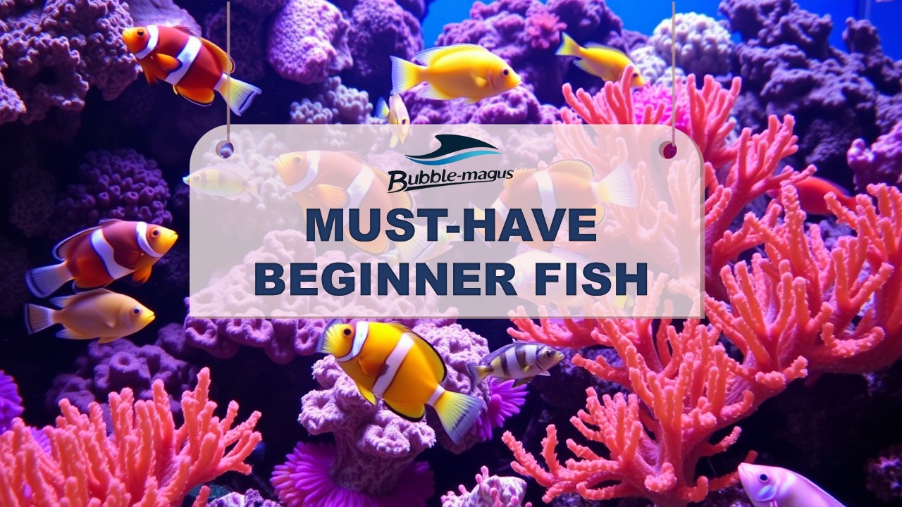 Beyond Nemo: The 5 Must-Have Beginner Fish for a Sparkling Saltwater A ...