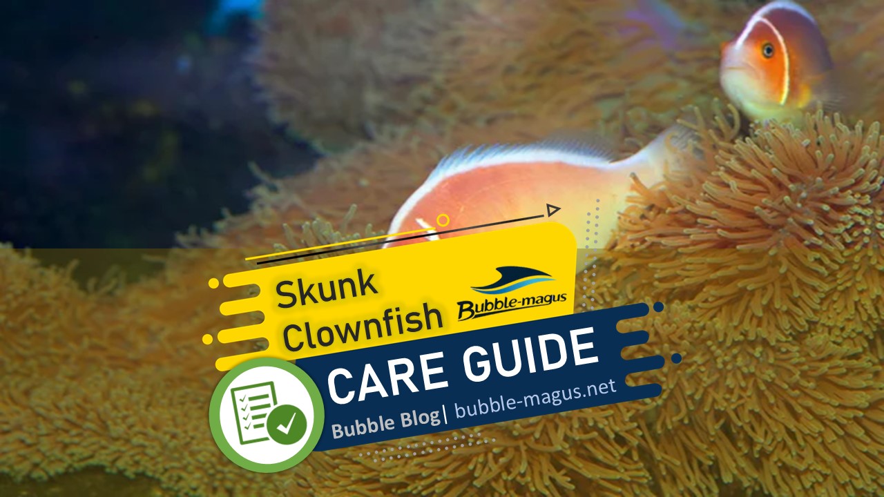 The Underrated Beauty: A Complete Care Guide for Orange Skunk Clownfis ...