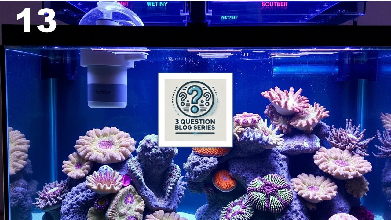 Protein Skimmers for Reef Tanks: How They Work, Why You Need Them, and ...