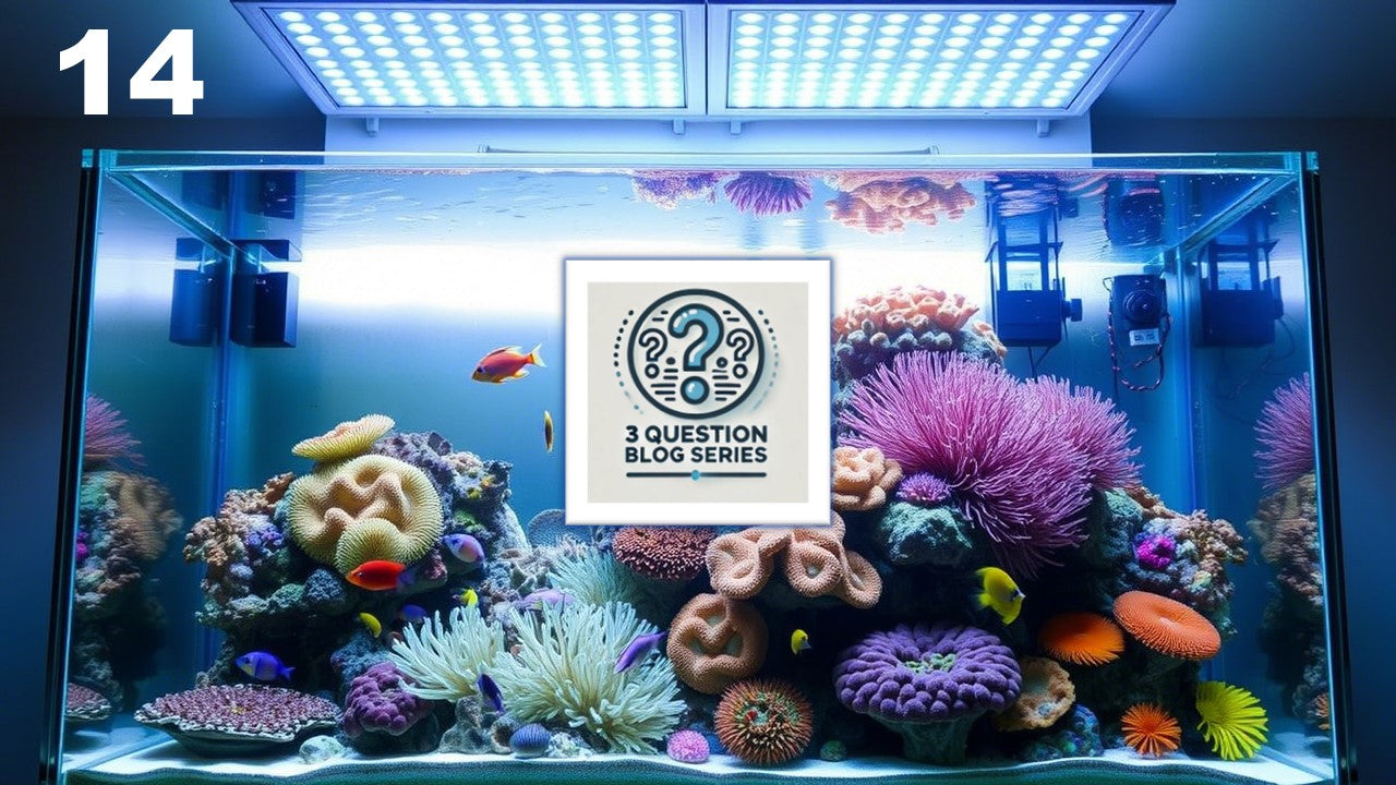 Reef Tank Lighting: Choosing the Best LED Lights and Colors for Thrivi ...