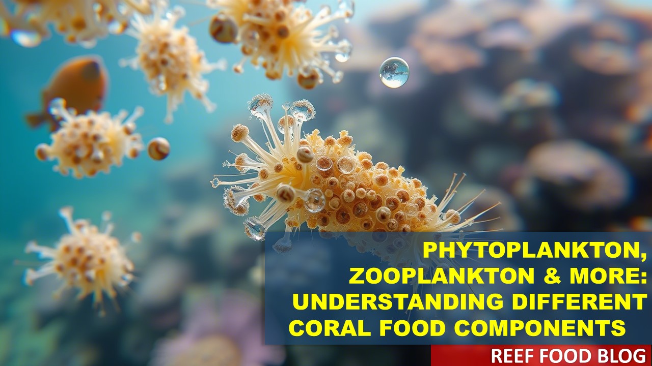 Phytoplankton, Zooplankton & More: Understanding Different Types of Co ...