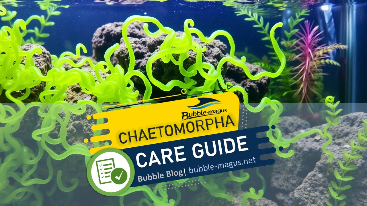 Chaetomorpha Mastery: The Ultimate Guide to Growing & Maintaining This ...