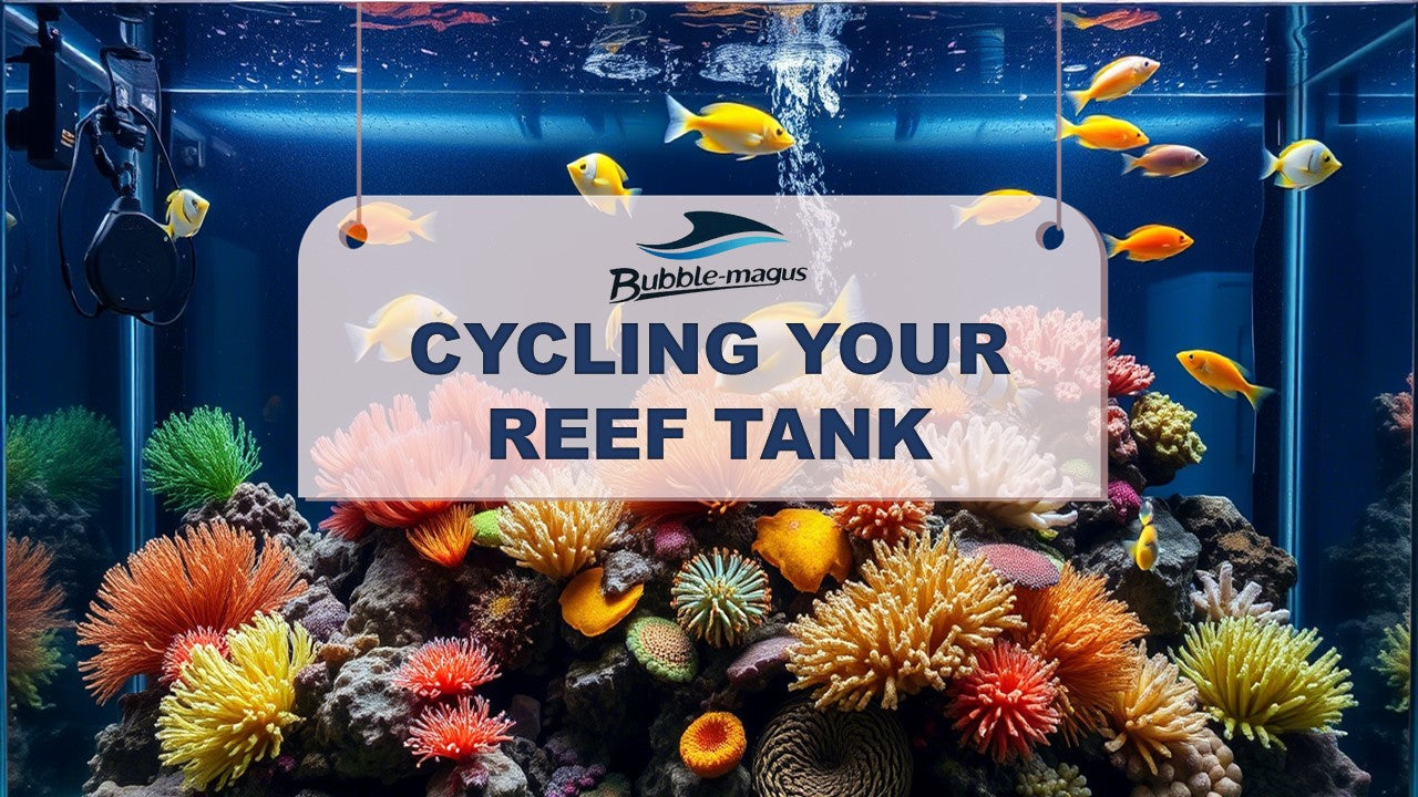 Beginner’s Guide to Cycling Your Reef Tank: Ammonia, Nitrites, and the ...