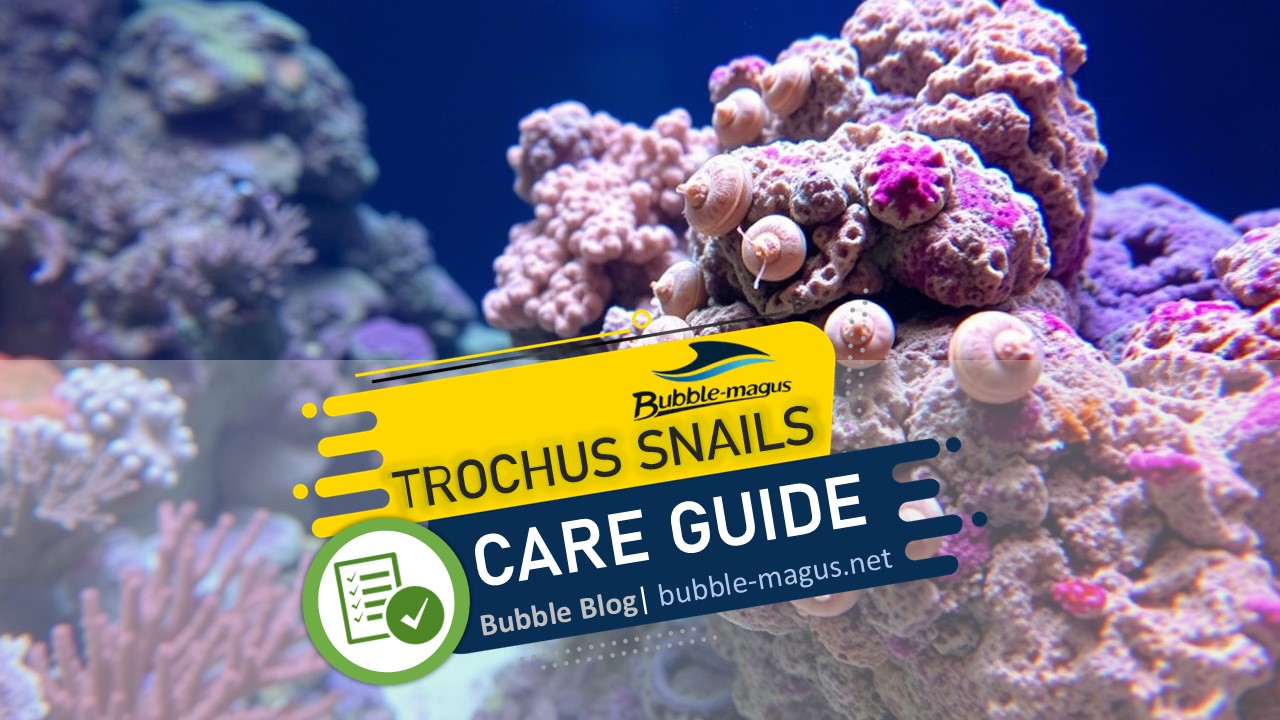 Trochus Snails Unleashed: Nature’s Best Cleanup Crew for Your Reef Tan ...
