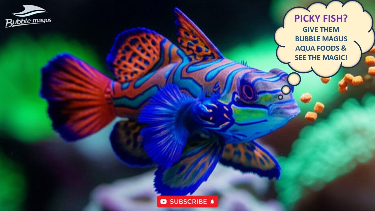 The #1 Reason Your Fish is a Picky Eater (and How to Fix It!) – BUBBLE ...