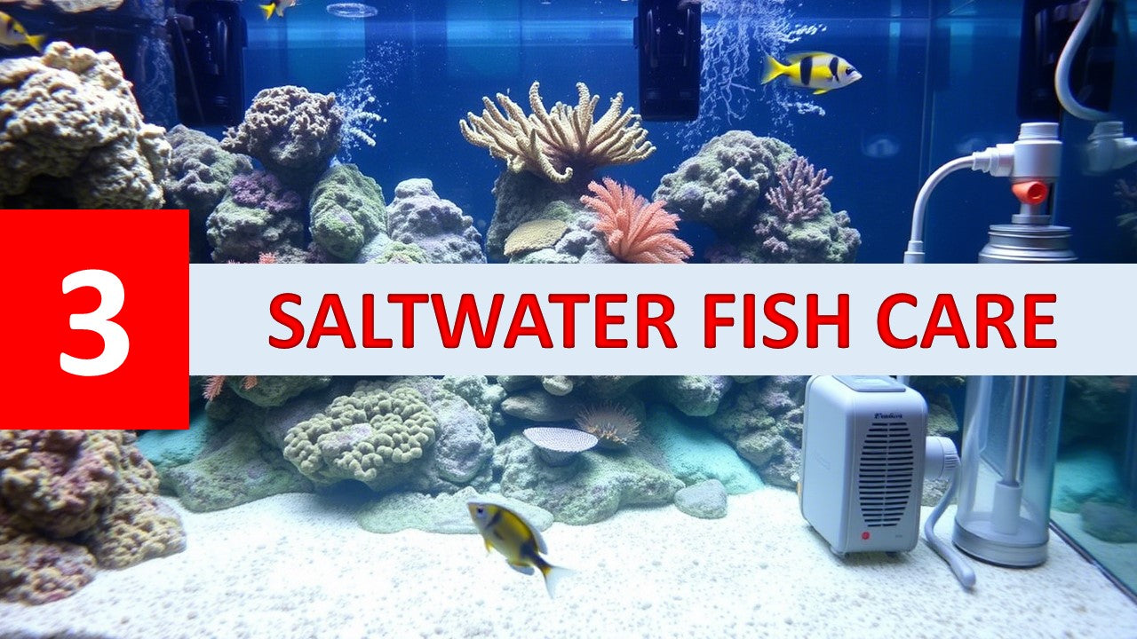 Unlock Crystal Clear Reef Water: The Definitive Guide to Safe & Effect ...