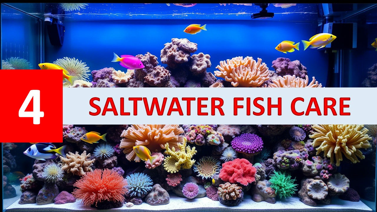 Ich & Marine Velvet Demystified: The Saltwater Fish Owner's Step-by-St ...