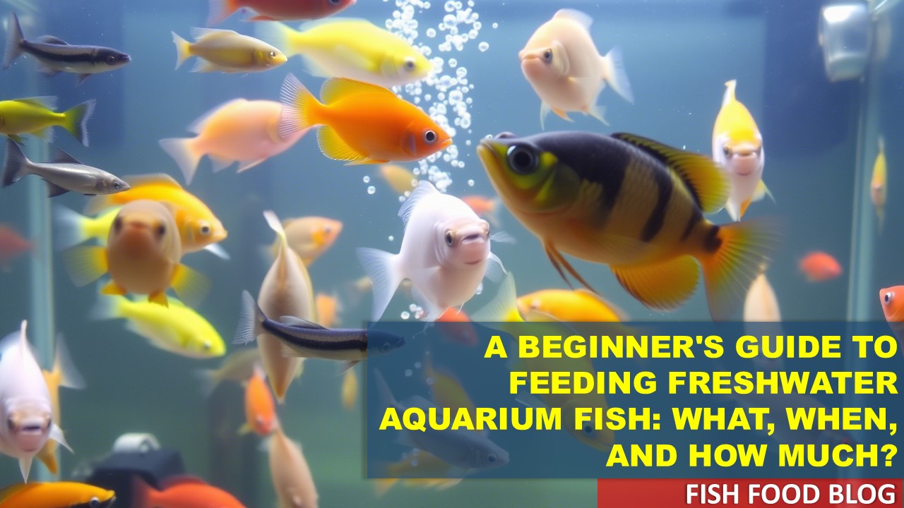 A Beginner's Guide to Feeding Freshwater Aquarium Fish: What, When, an ...