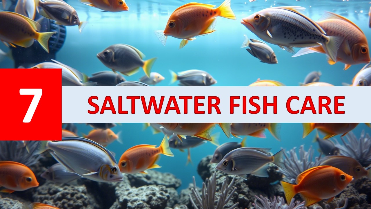 Fish Disease Eradication in Saltwater Aquariums: Science vs. Wishful T ...