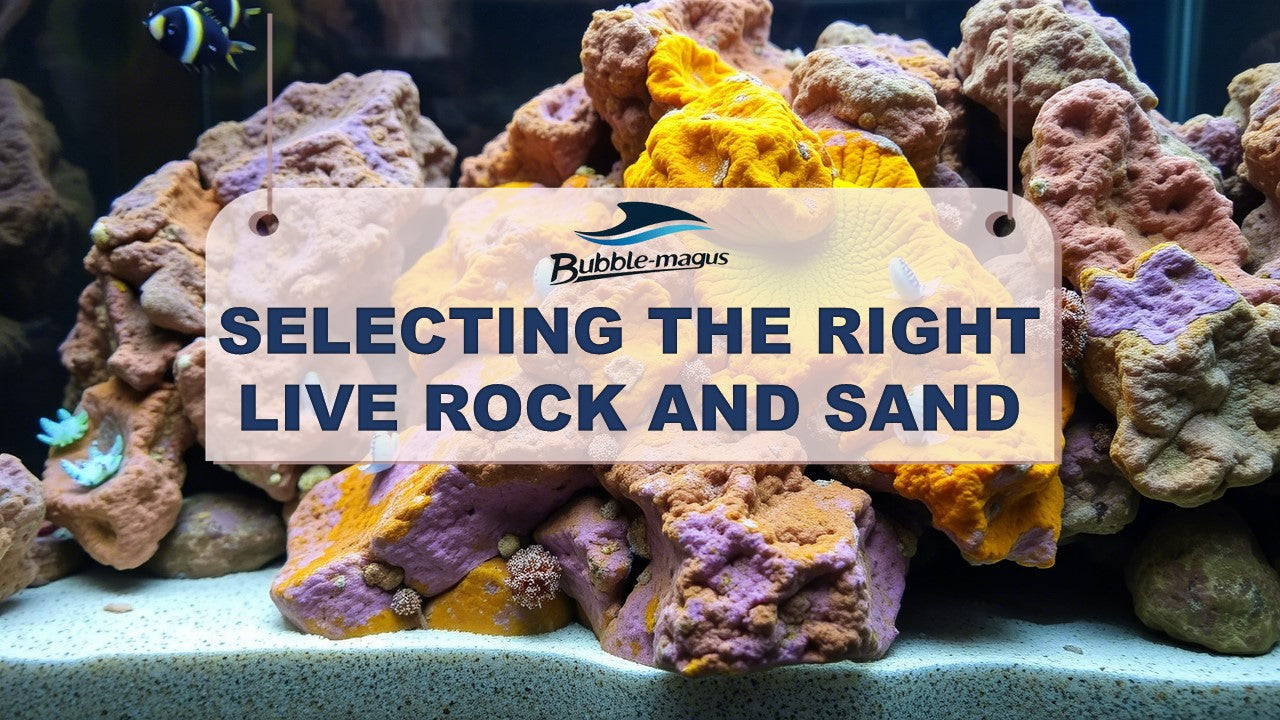 A Beginner’s Complete Guide to Selecting the Right Live Rock and Sand ...