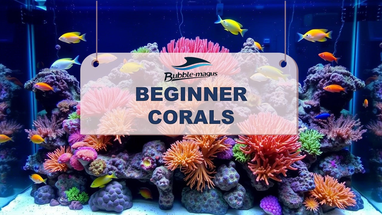 Best Budget-Friendly Beginner Corals: Create a Vibrant Reef Tank Witho ...