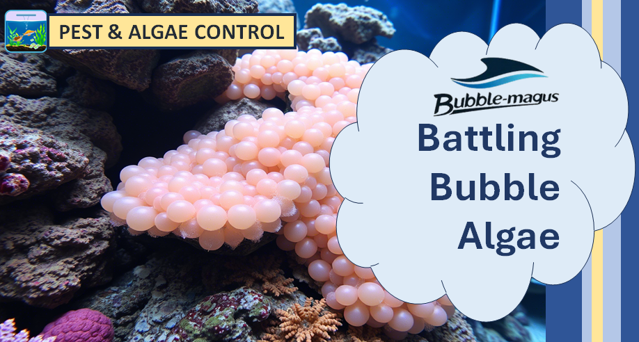 Battling Bubble Algae: A Smart Guide for Reef Tank Owners – BUBBLE-MAGUS