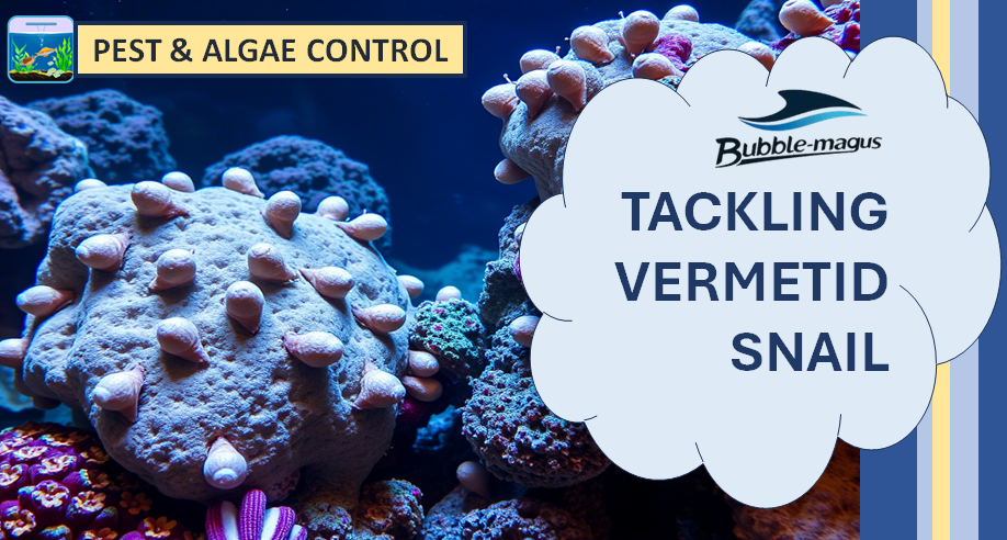 How to Tackle Vermetid Snail Infestations and Keep Your Reef Tank Thri ...