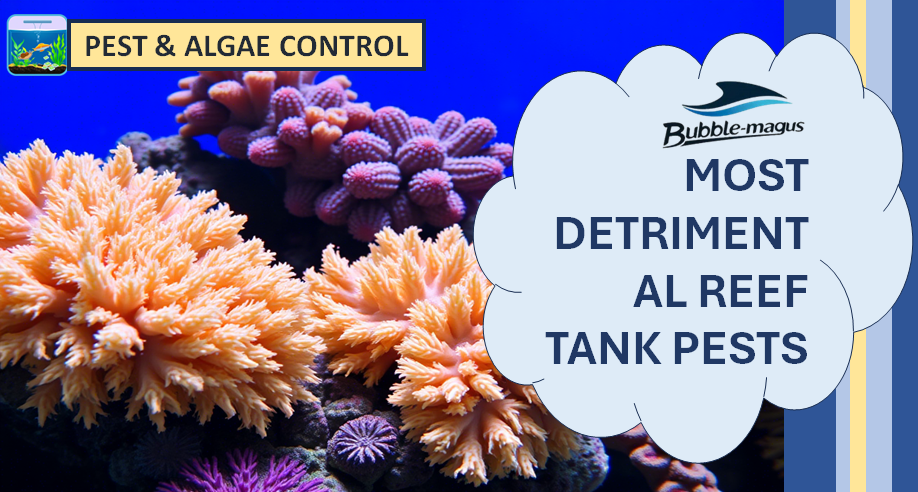 The 10 Most Detrimental Reef Tank Pests: Comprehensive Identification ...