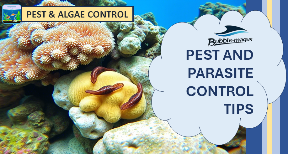 Essential Pest and Parasite Control Tips for Reef Tanks: Keep Your Cor ...