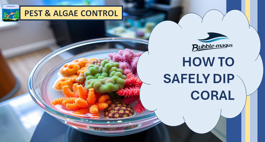 How to Safely Dip Coral and Protect Your Reef Tank from Hidden Pests ...